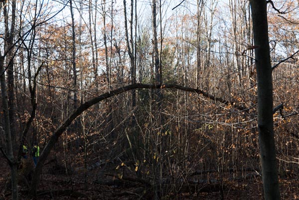 HIGH FIVE/WILSON HILL – DEERING'S NATURAL HISTORY