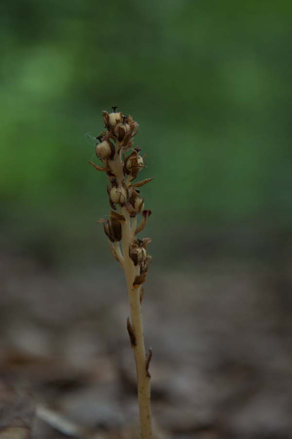 TWO MYCOHETEROTROPHIC WILDFLOWERS – DEERING'S NATURAL HISTORY
