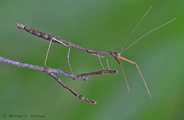 A STICK WITH LEGS! – DEERING'S NATURAL HISTORY