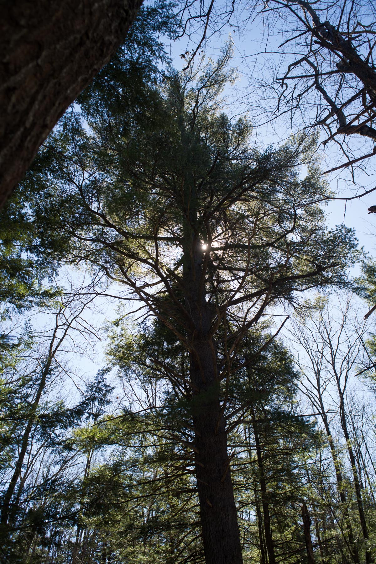 BIG PINE FOUND – DEERING'S NATURAL HISTORY