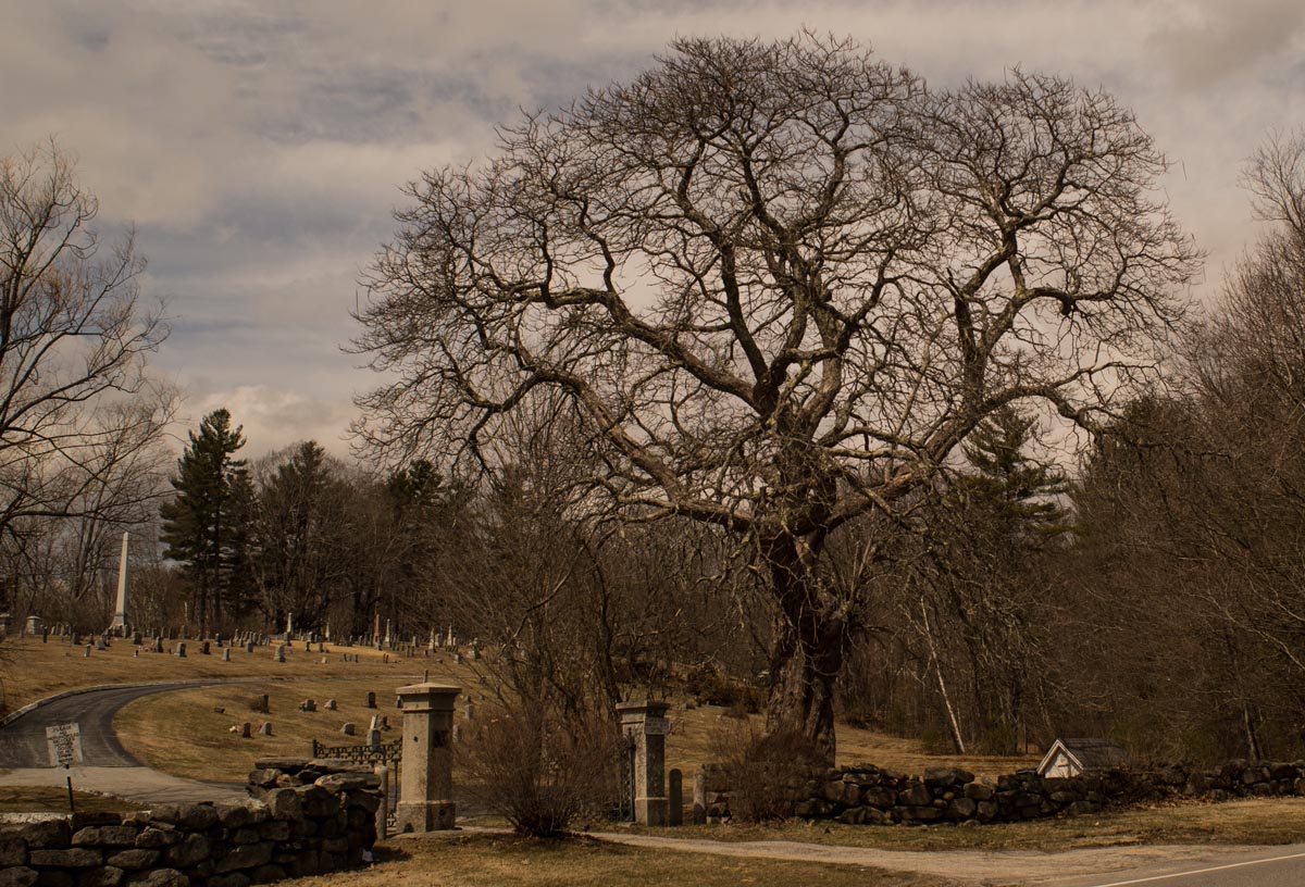 NORTHERN CATALPA IN FLOWER – DEERING'S NATURAL HISTORY