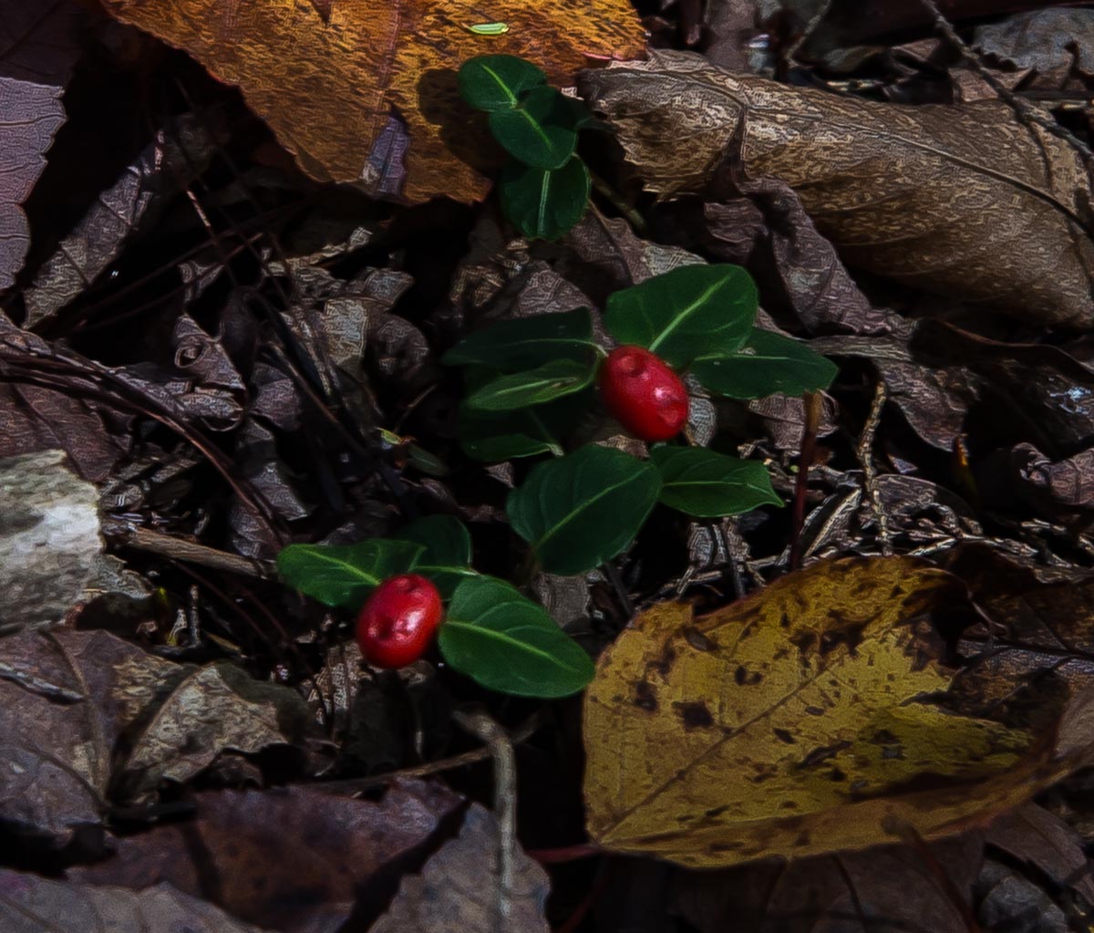PARTRIDGEBERRY – DEERING'S NATURAL HISTORY