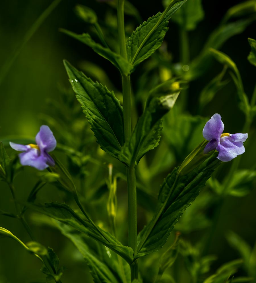 ALLEGHENY MONKEY FLOWER – DEERING'S NATURAL HISTORY