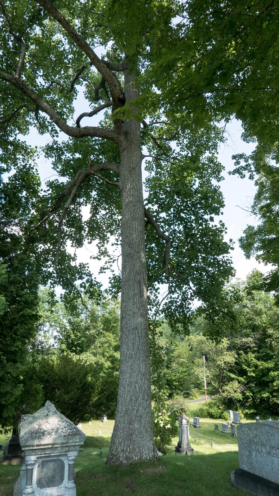 TULIP POPLARS IN DEERING – DEERING'S NATURAL HISTORY