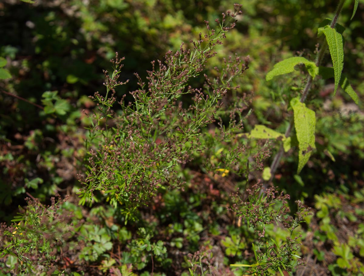 FORKED CURLS IN DEERING – DEERING'S NATURAL HISTORY