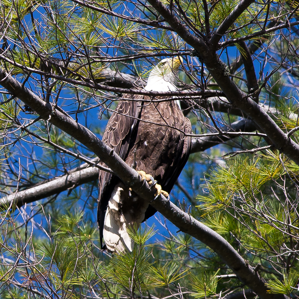 BALD EAGLE ON DEERING RESERVOIR! – DEERING'S NATURAL HISTORY