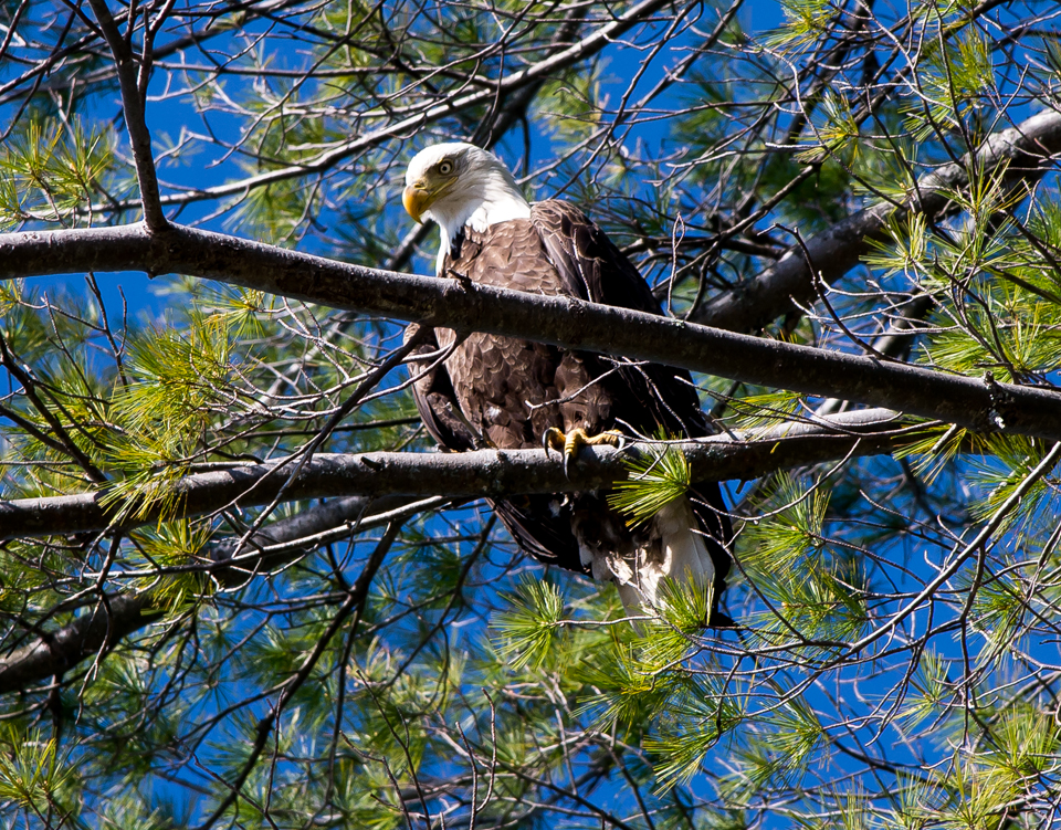 BALD EAGLE ON DEERING RESERVOIR! – DEERING'S NATURAL HISTORY