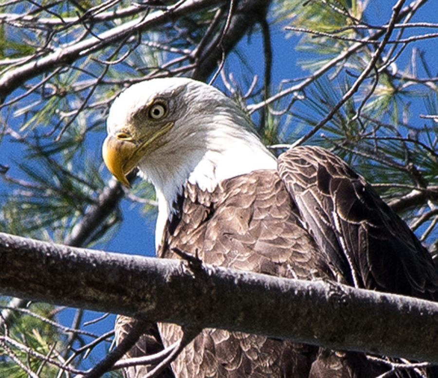 BALD EAGLE ON DEERING RESERVOIR! – DEERING'S NATURAL HISTORY