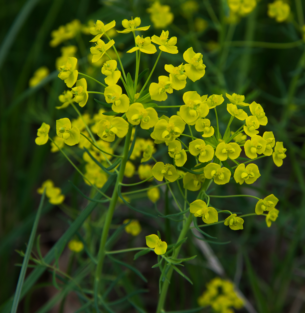 EARLY SPRING PLANTS THAT HAVE YELLOW FLOWERS – DEERING'S NATURAL HISTORY