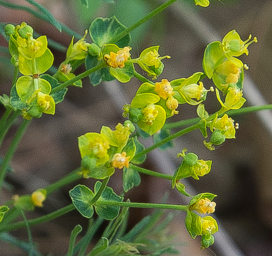 EARLY SPRING PLANTS THAT HAVE YELLOW FLOWERS – DEERING'S NATURAL HISTORY