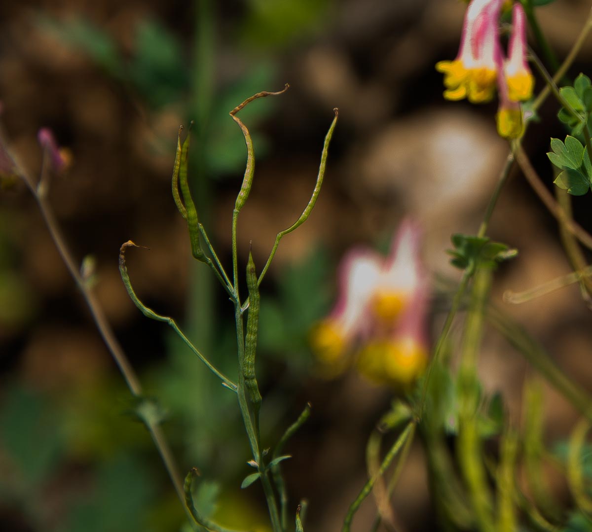 Rock-harlequin: Capnoides sempervirens – DEERING'S NATURAL HISTORY