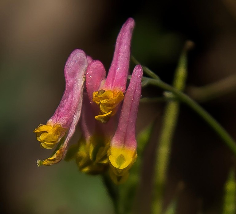 Rock-harlequin: Capnoides sempervirens – DEERING'S NATURAL HISTORY