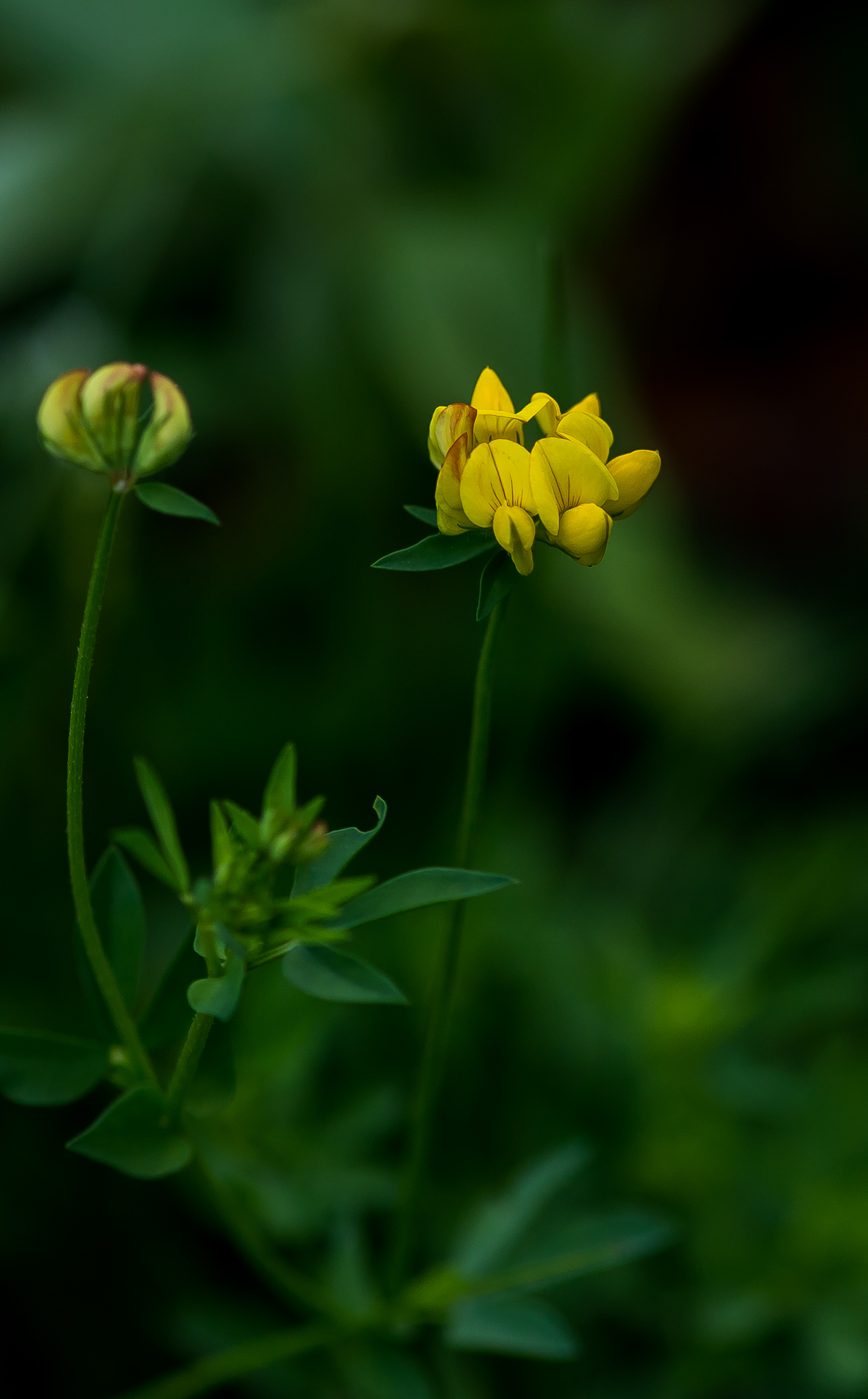 LOTUS CORNICULATUS: BIRD’S-FOOT-TREFOIL – DEERING'S NATURAL HISTORY