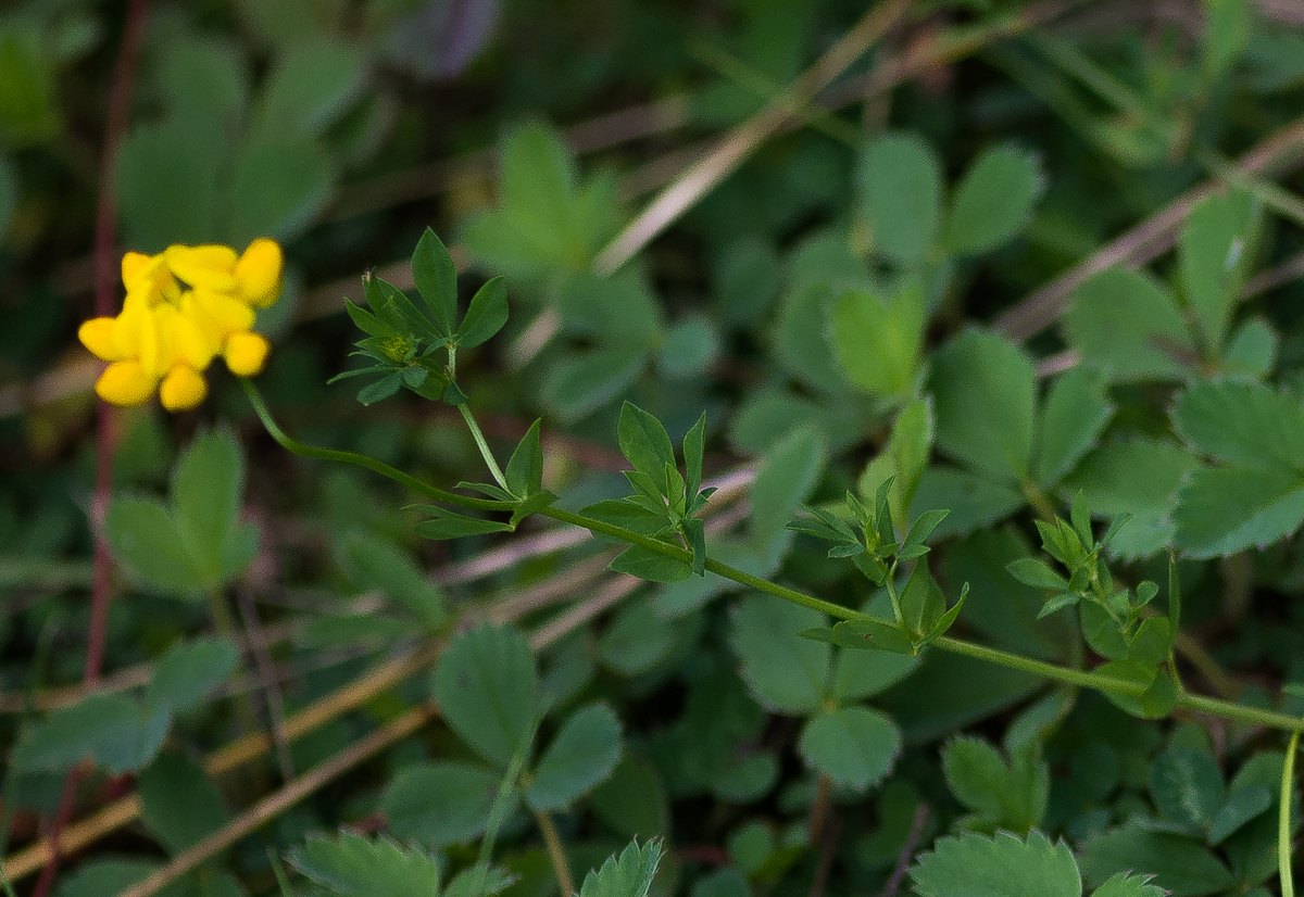 LOTUS CORNICULATUS: BIRD’S-FOOT-TREFOIL – DEERING'S NATURAL HISTORY