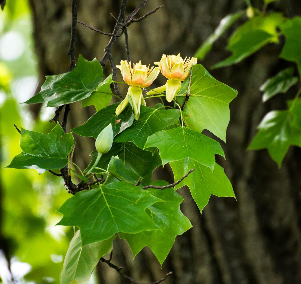 TULIP POPLAR IN BLOOM! – DEERING'S NATURAL HISTORY