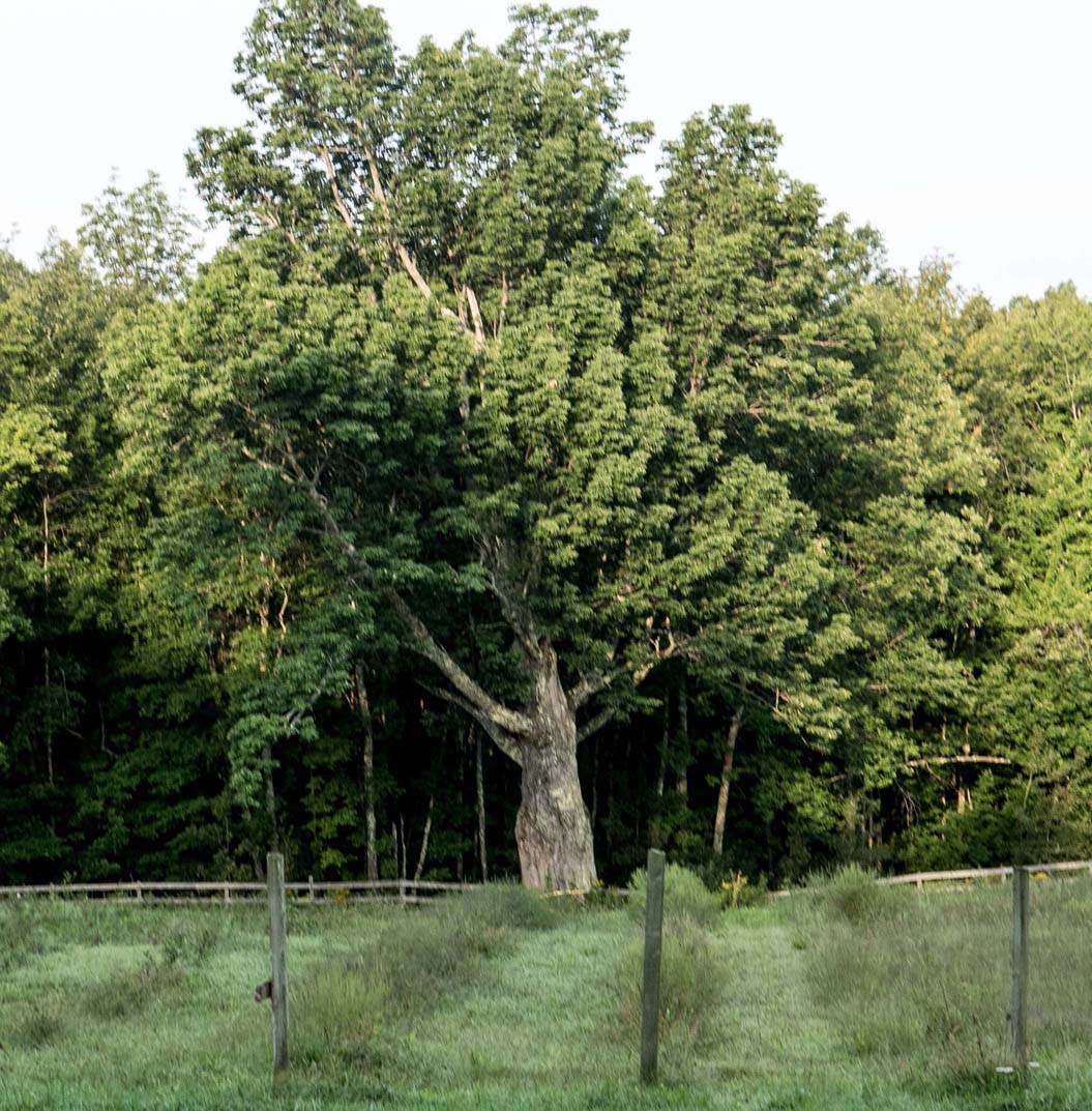 Death of a Champion – DEERING'S NATURAL HISTORY