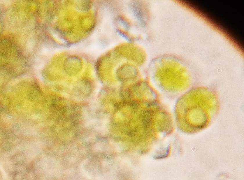 PINK EARTH LICHEN – DEERING'S NATURAL HISTORY